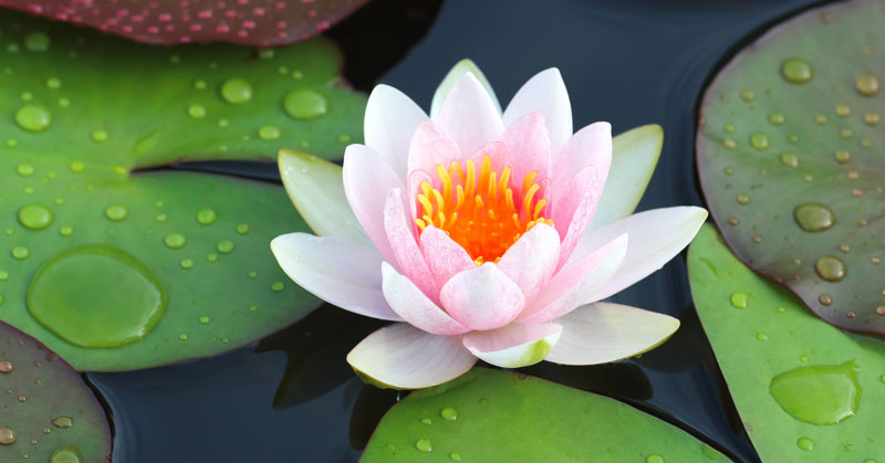 Taurus New Moon, May 7, 2024: A Flower and a Smile | Daykeeper Journal ...